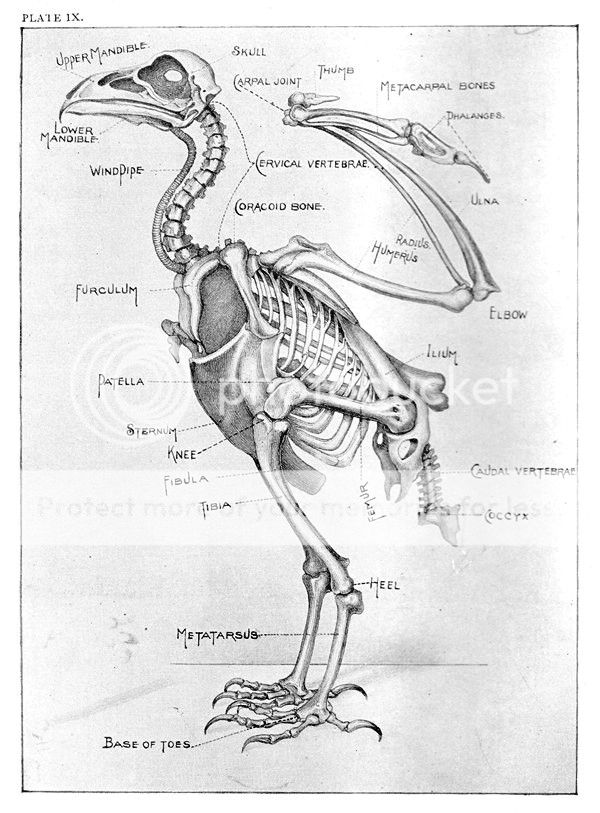 Eagle Skeleton Photo by jeaniesa_2006 | Photobucket